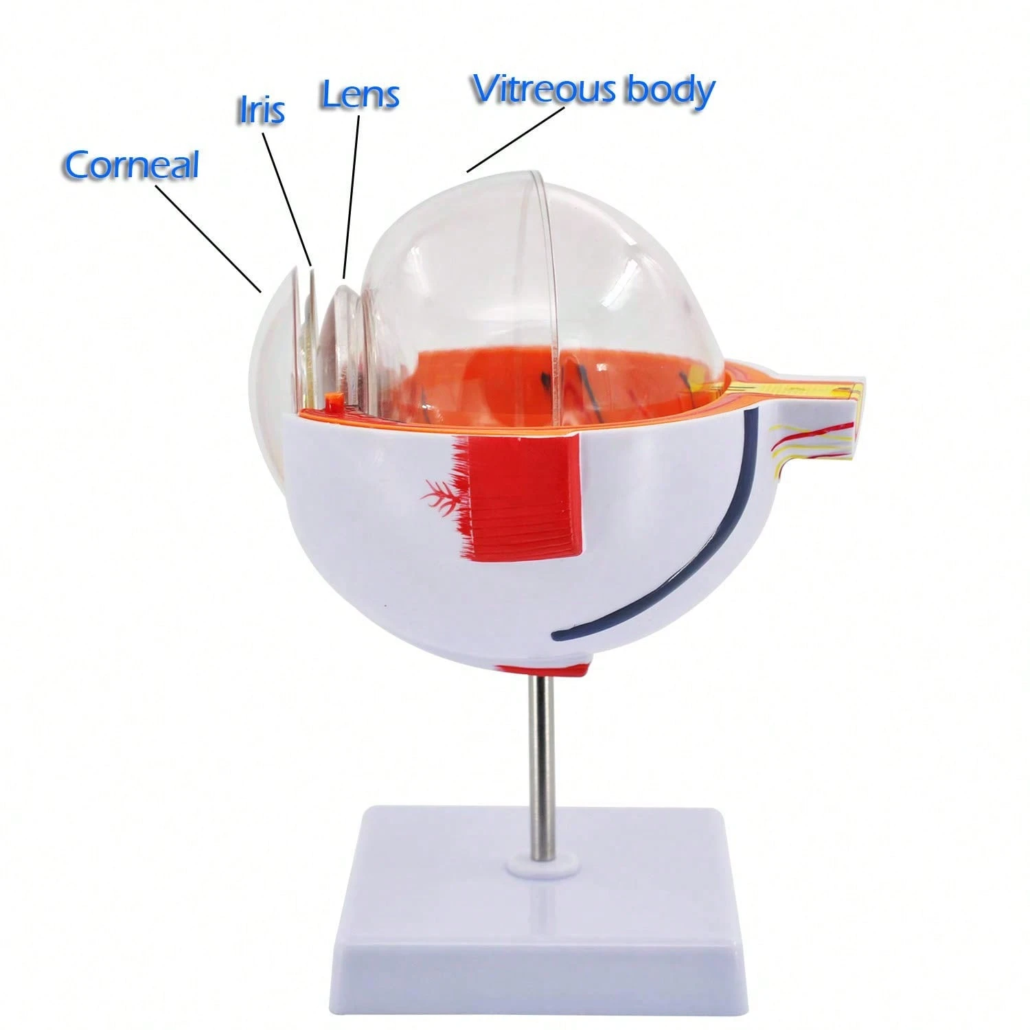 Eye Anatomy Model, 6X Enlarged Eyeball Model, Human Eye Anatomical ...