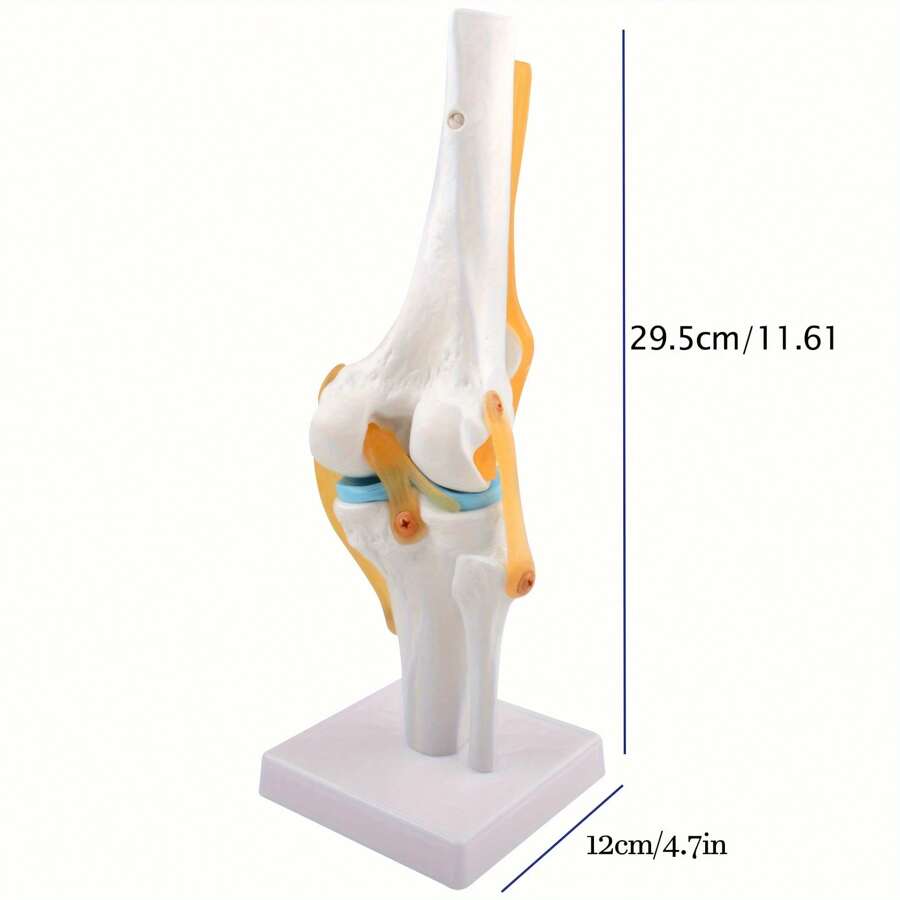 Human Knee Joint Model With Ligaments, Flexible 1:1 Scientific Life ...