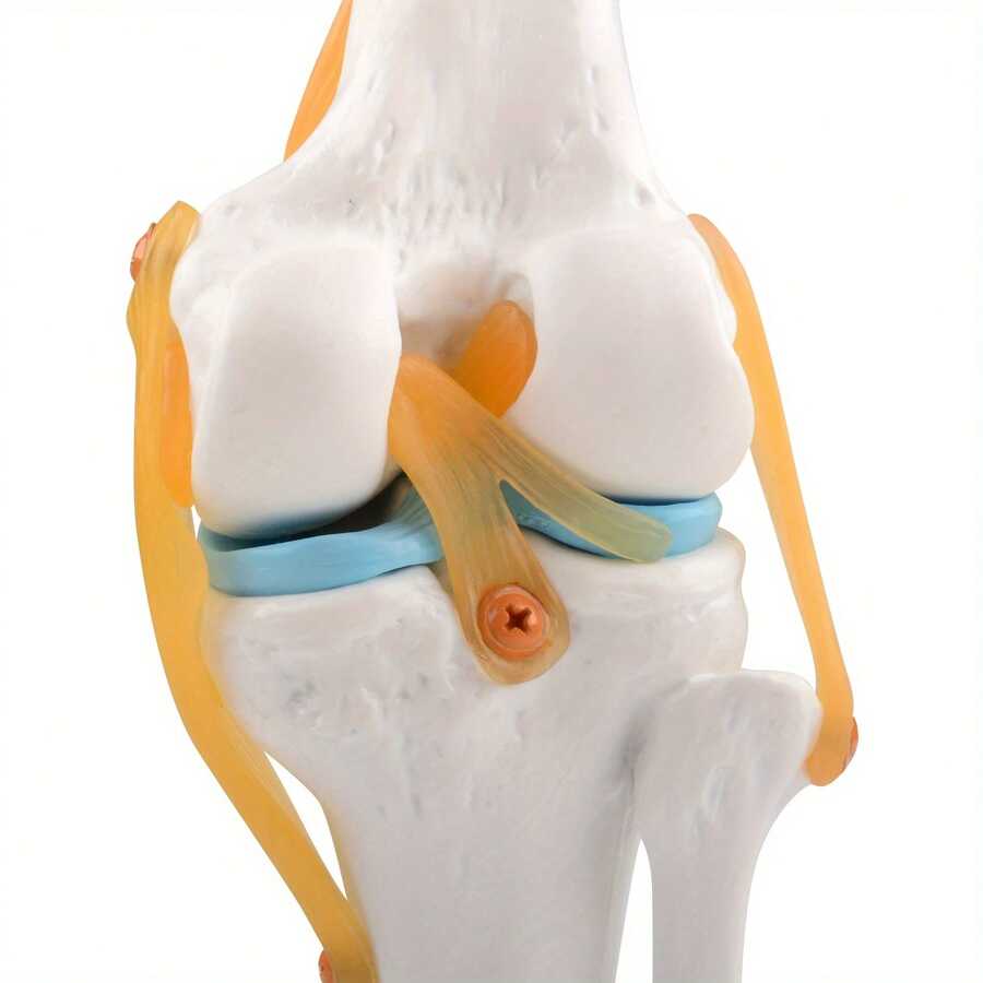 Human Knee Joint Model With Ligaments Flexible 11 Scientific Life Size With Lightweight