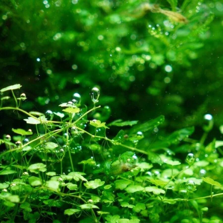 Fish Tank Aquatic Plant Seeds Water Grass Seeds Mini Leaf Prospect ...