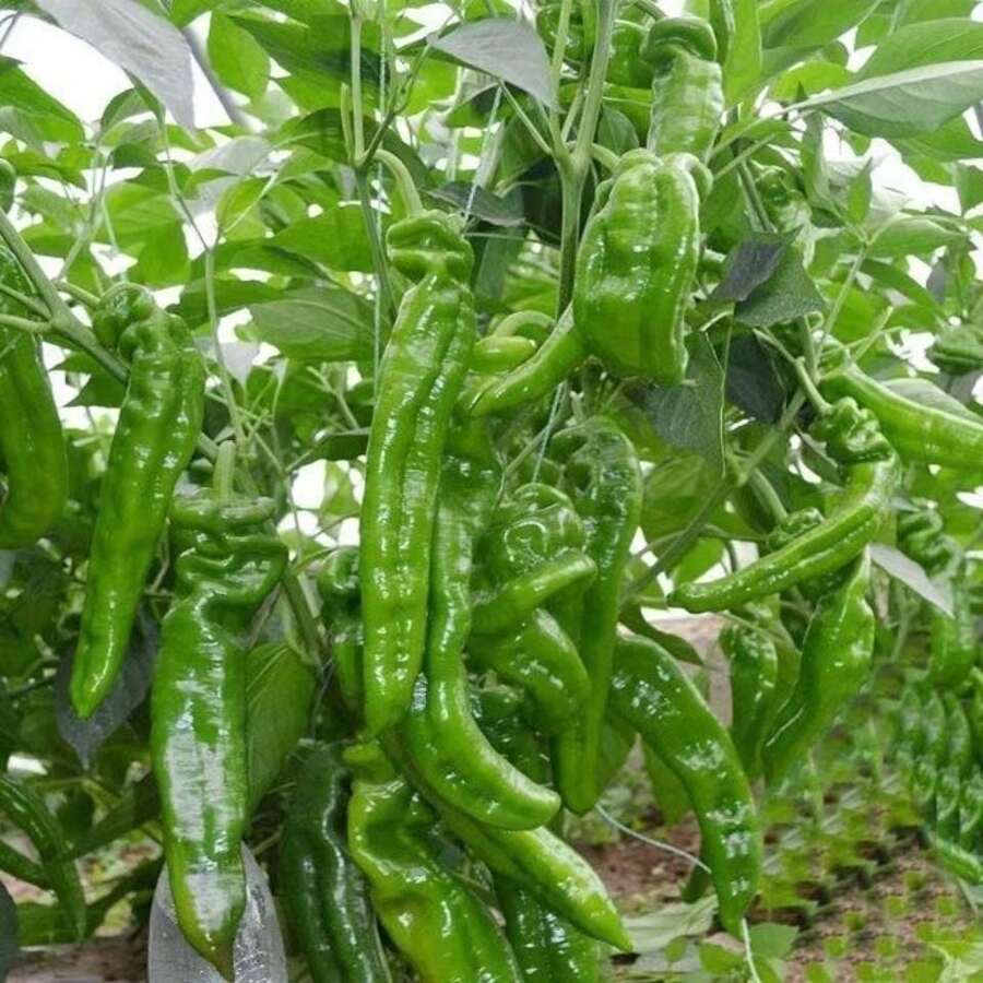 Screw Pepper Seeds, Super Spicy Large Fruit Varieties, Balcony Potted ...