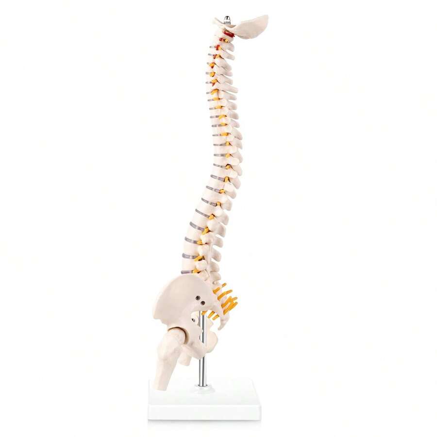 Human Spine Bone Skeleton Model - Human Spine Model For Medical ...
