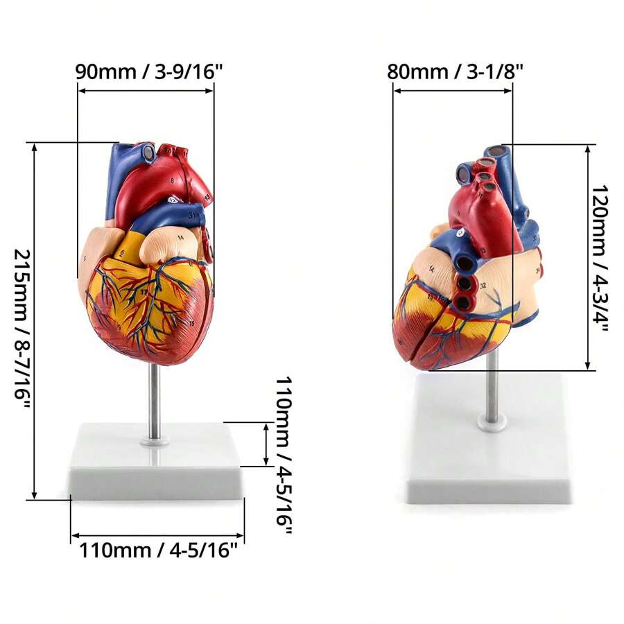 Human Heart Model, Anatomically Accurate Numbered 2-Part Life Size ...