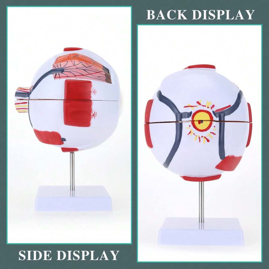 Eye Anatomy Model, 6X Enlarged Eyeball Model, Human Eye Anatomical ...