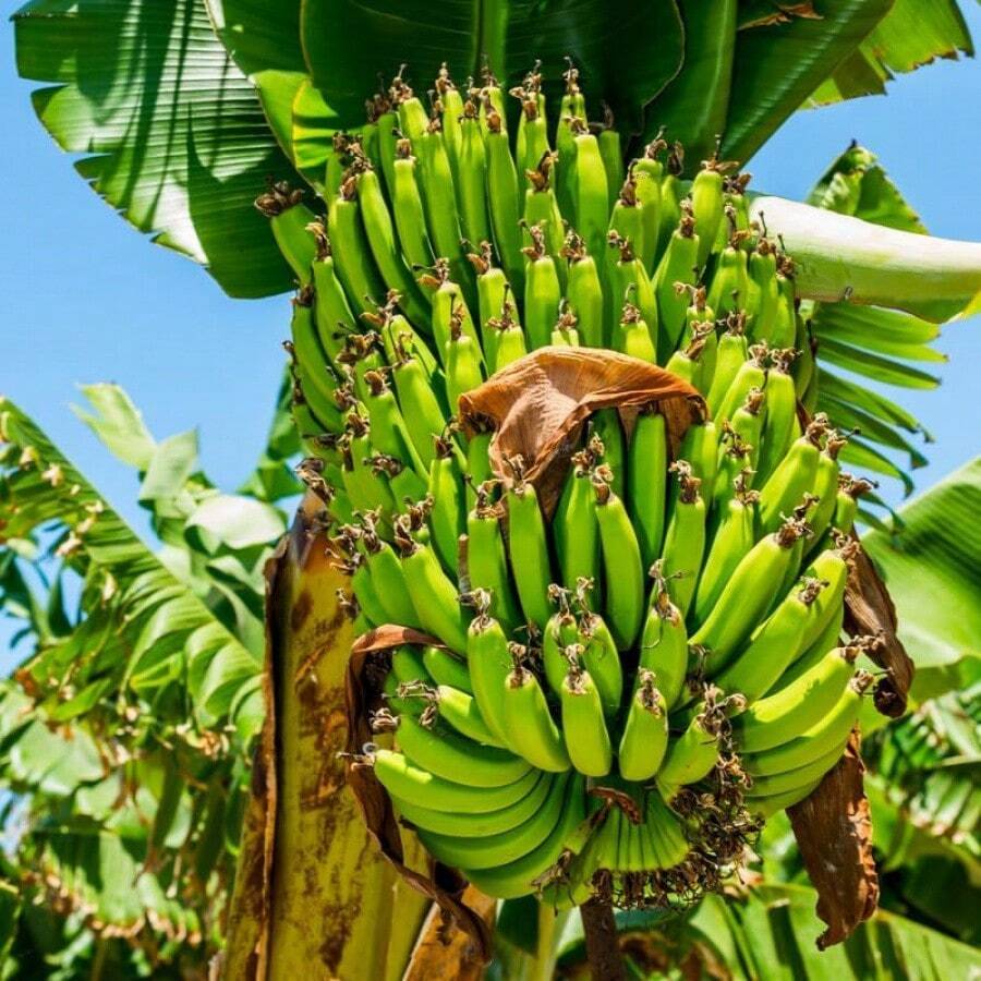 100 Red Banana Plant Seeds, Fermented Banana Tree Seeds, Banana Tree ...