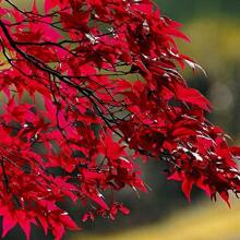 Japanese Red Maple Bonsai Tree Seeds 30 Seeds Highly Prized For Bonsai ...