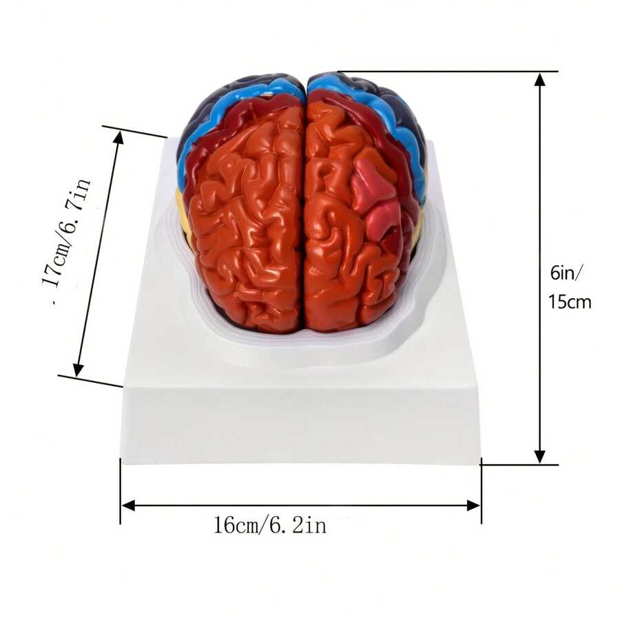Life-Size Human Brain Anatomical Model, Color-Coded Partitioned Brain, 2 Parts, Anatomically ...