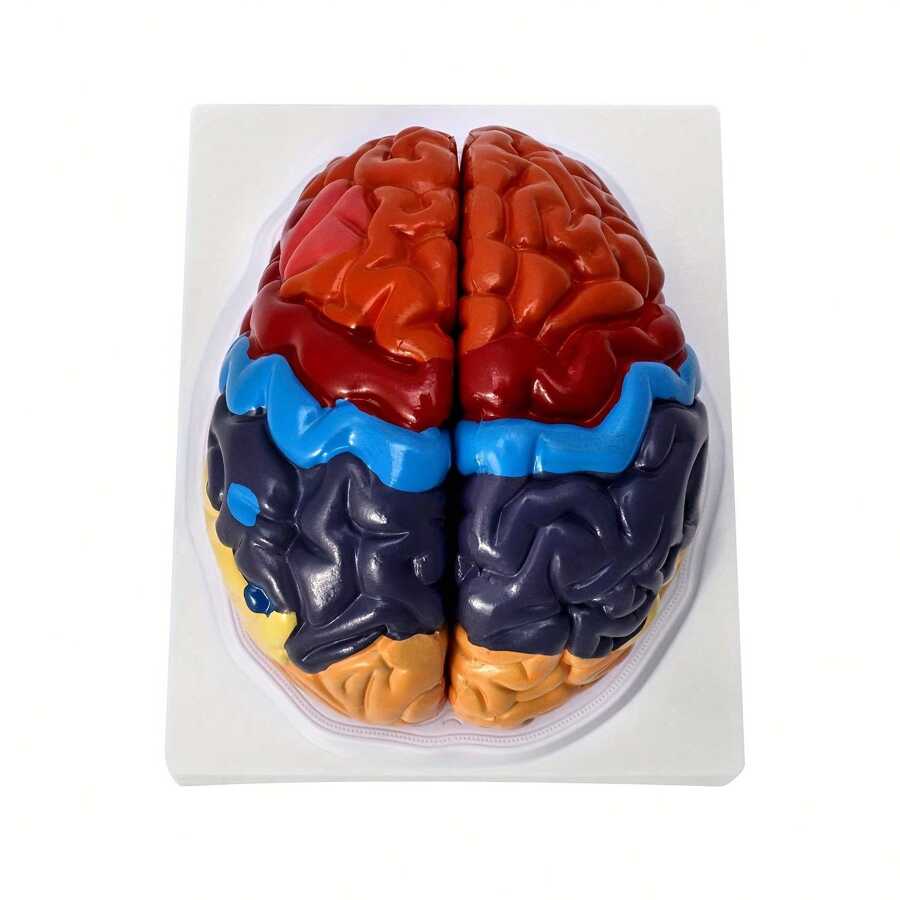 Life-Size Human Brain Anatomical Model, Color-Coded Partitioned Brain ...