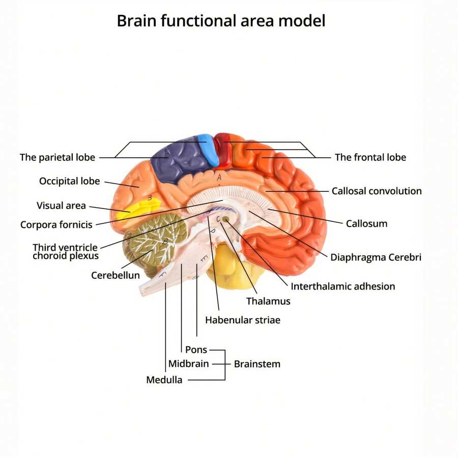 Life-Size Human Brain Anatomical Model, Color-Coded Partitioned Brain ...