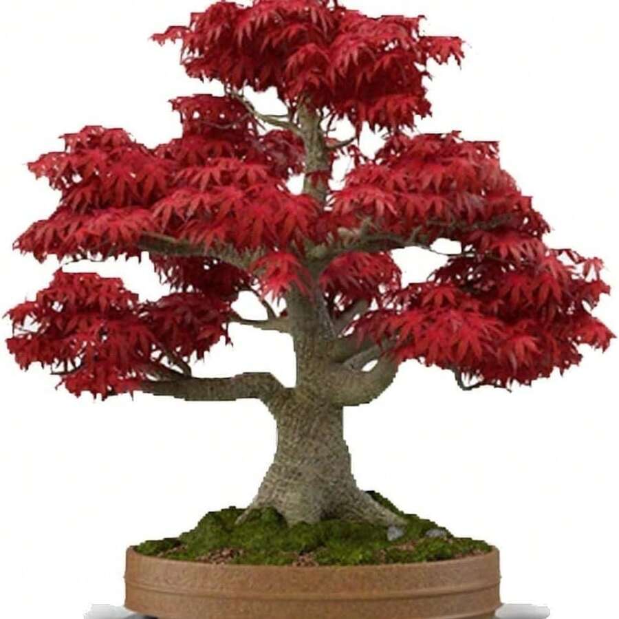 Japanese Red Maple Bonsai Tree Seeds 30 Seeds Highly Prized For Bonsai ...