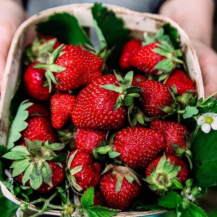 Heirloom Giant Strawberry Seeds - 300 Pcs Fresca Everbearing Variety ...