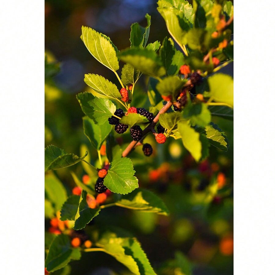 Mulberry Seeds (Morus Seeds ) - Cold-Hardy, Fast-Growing Perennial Trees For Fruitful Yields And ...