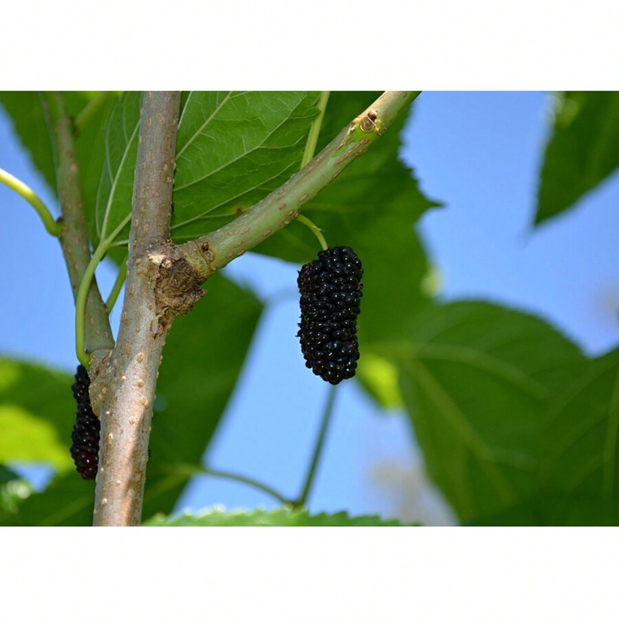 Mulberry Seeds (Morus Seeds ) - Cold-Hardy, Fast-Growing Perennial ...