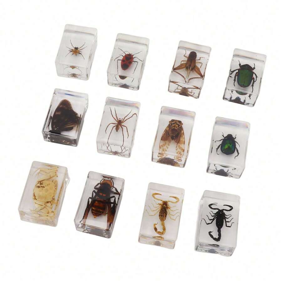 12 Pcs Real Bug Specimens Transparent Resin Science Education Classroom ...