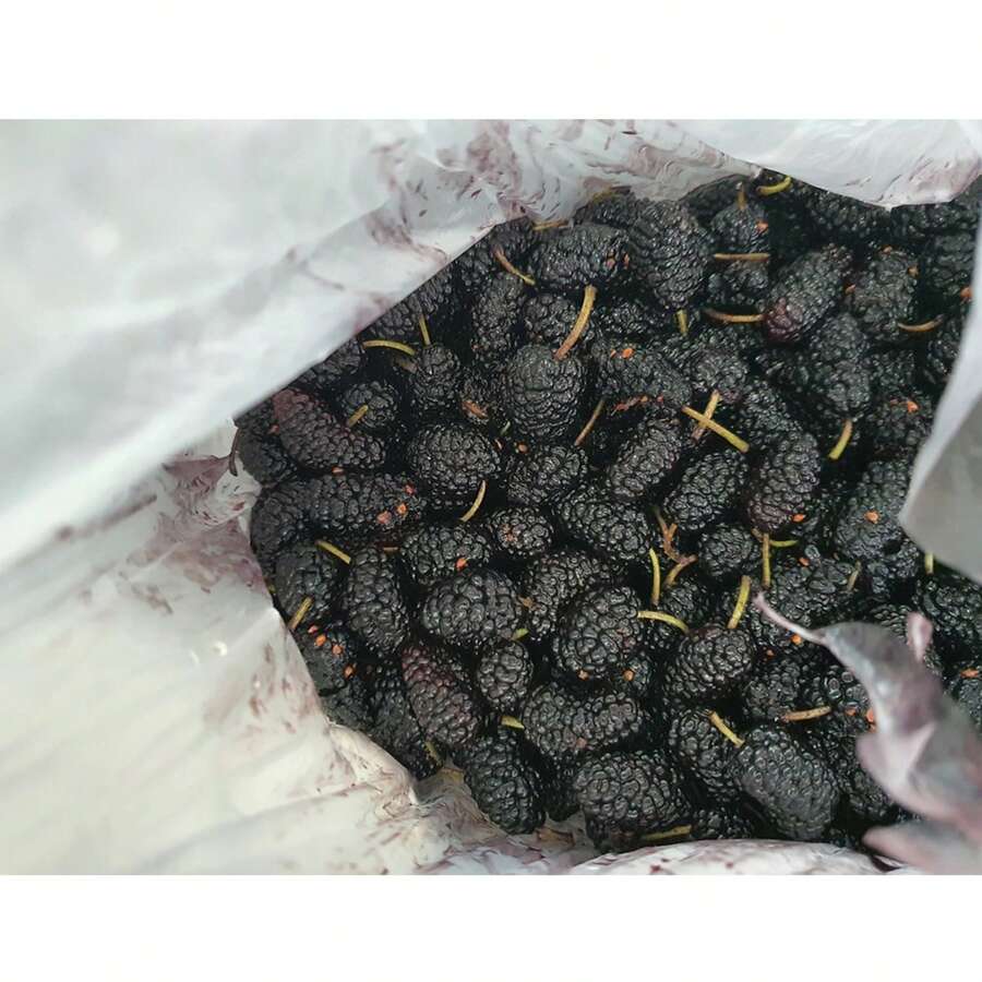 Mulberry Seeds (Morus Seeds ) - Cold-Hardy, Fast-Growing Perennial ...
