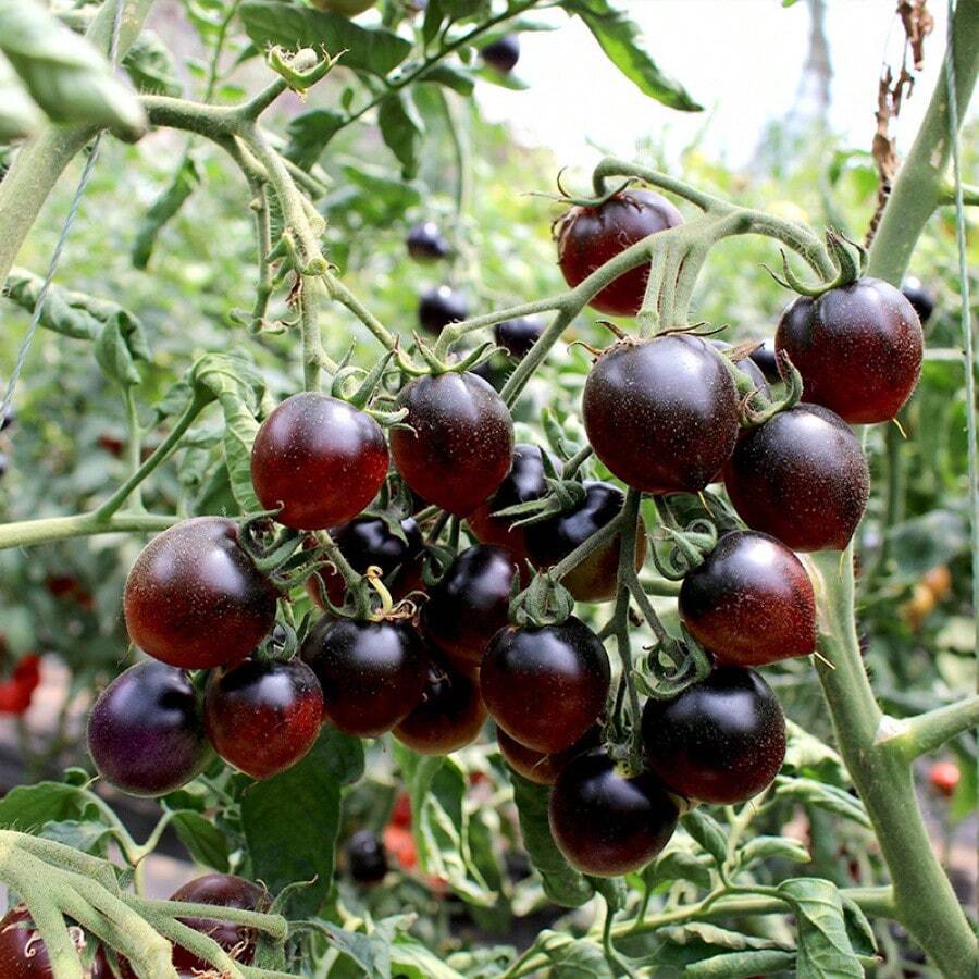 High Germination Rate Purple Cherry Tomato Seeds Four Seasons High ...