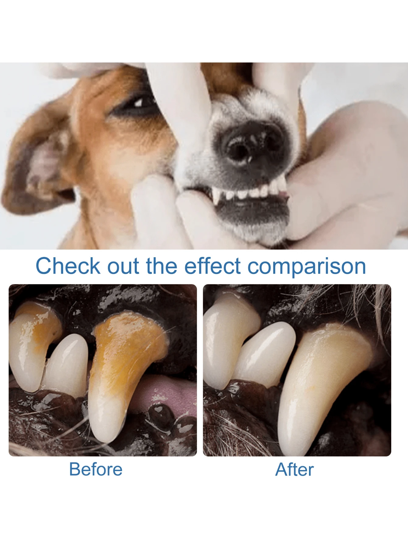 Détartrant pour animaux de compagnie: Elimine le tartre, les dents ...