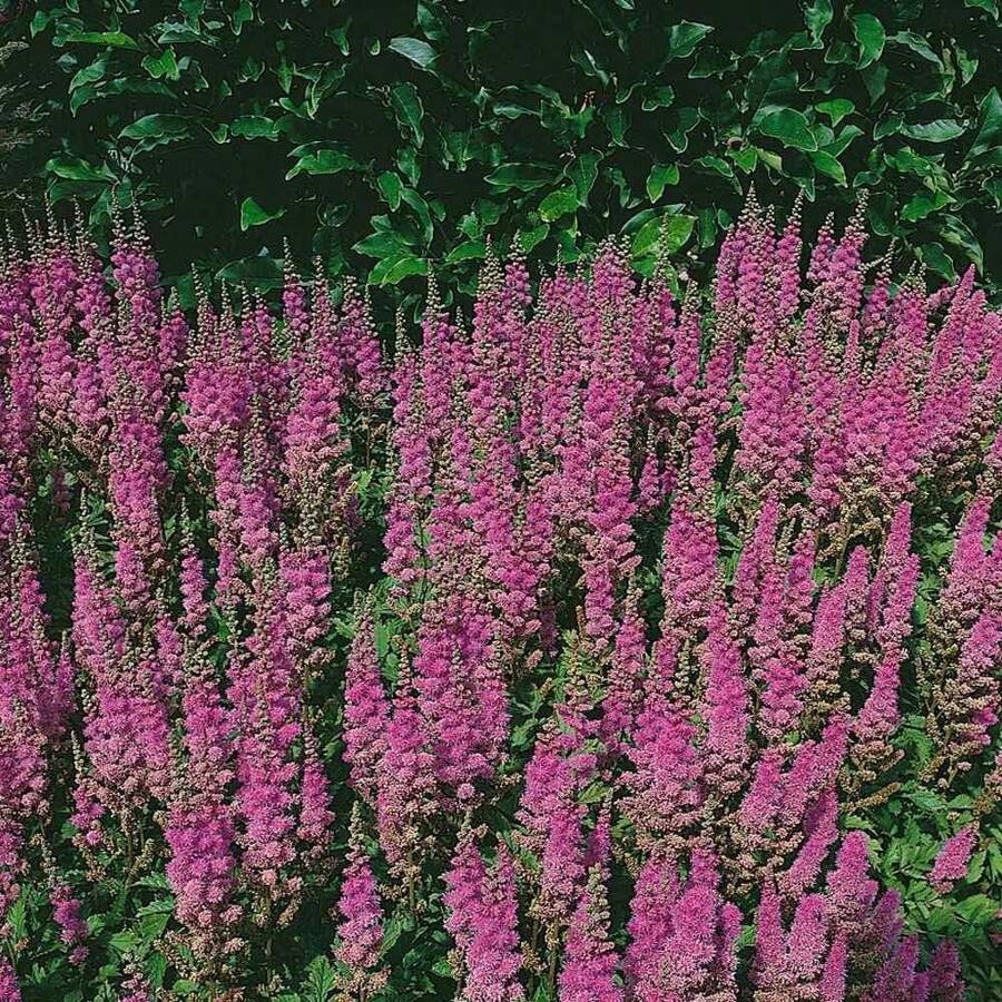 Outsidepride 1000 Seeds Perennial Astilbe Chinensis Pumila Flower Seeds ...