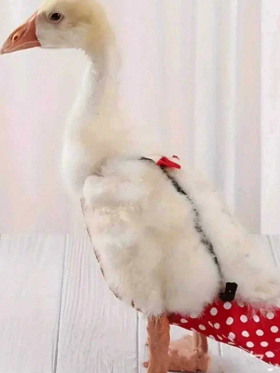 Pañales reutilizables para patos y perros, almohadillas lavables para ...