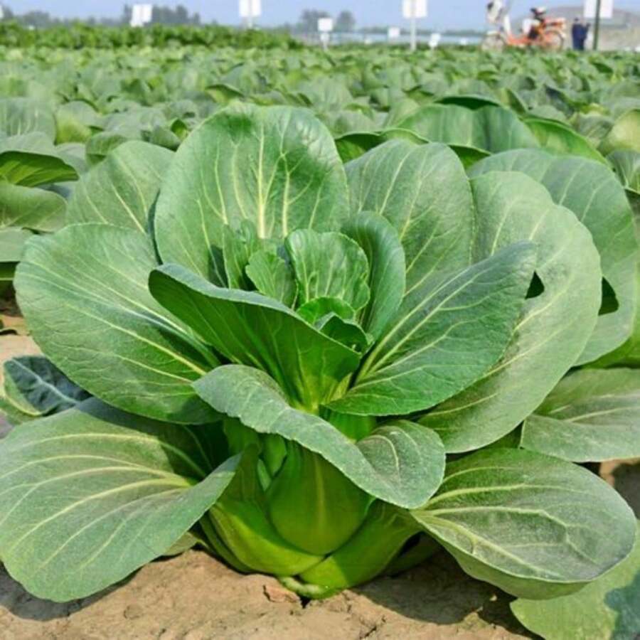 SUPER PREMIUM PACK Bok Choy Vegetable Seeds ( 4000 Seeds ) - Basic Farm ...