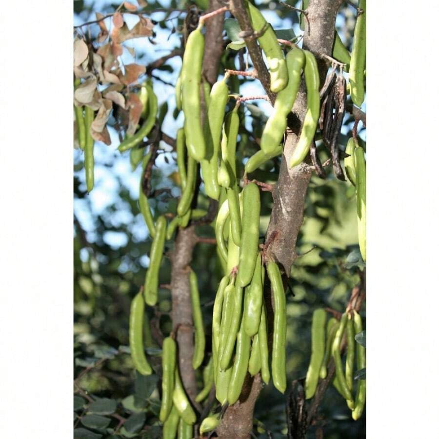 In Stock20 CAROB TREE Saint John's Bread Ceratonia Siliqua Evergreen ...