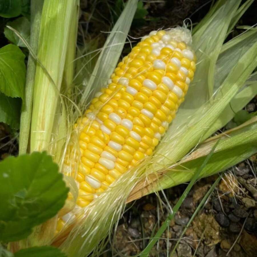 Easy Cultivating High Germination Rate Corn Seeds Super Sweet Season ...