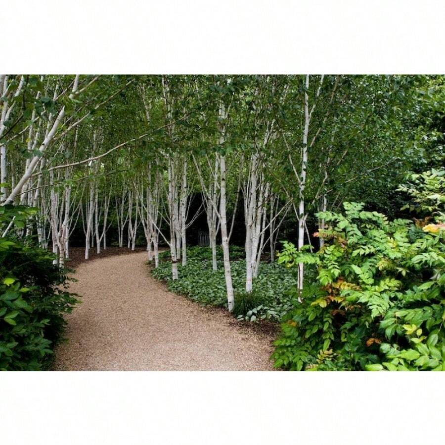 In Stock100 WHITE Japanese BIRCH TREE Betula Platyphylla Japonica Seeds ...