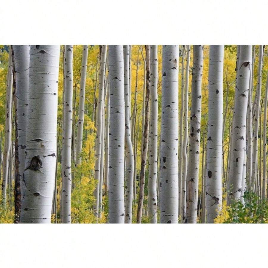 In Stock100 WHITE Japanese BIRCH TREE Betula Platyphylla Japonica Seeds ...