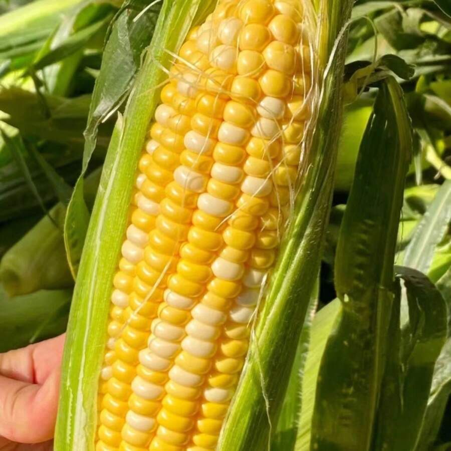 Easy Cultivating High Germination Rate Corn Seeds Super Sweet Season ...