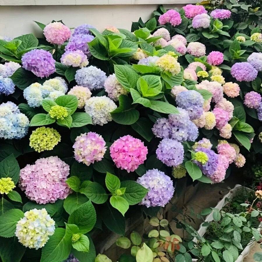 Hydrangea Seeds Hydrangea Seeds Seeds Planted All Year Round Garden ...