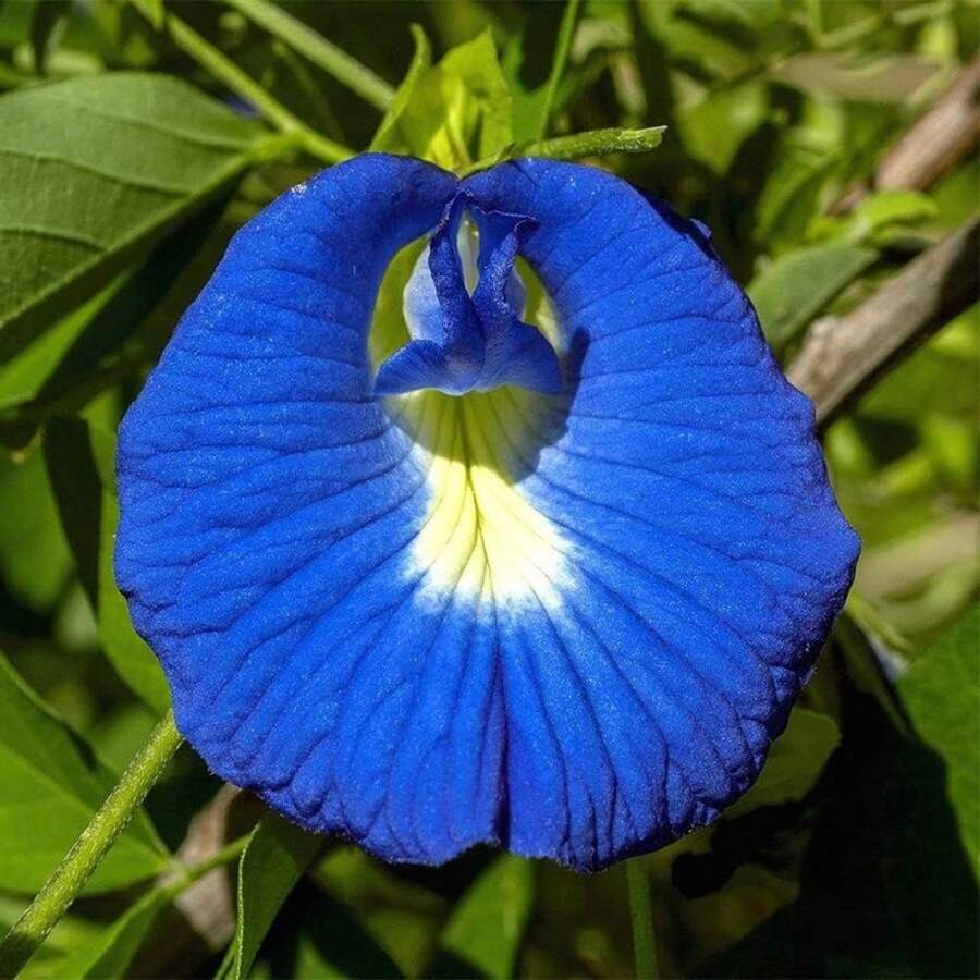 40 Butterfly Pea Vine Seeds Rich Royal Blue, Clitoria Ternatea, Asian ...