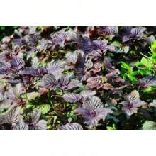 Purple & Green Shiso Seeds Japanese Basil Perilla Frutescens Var ...