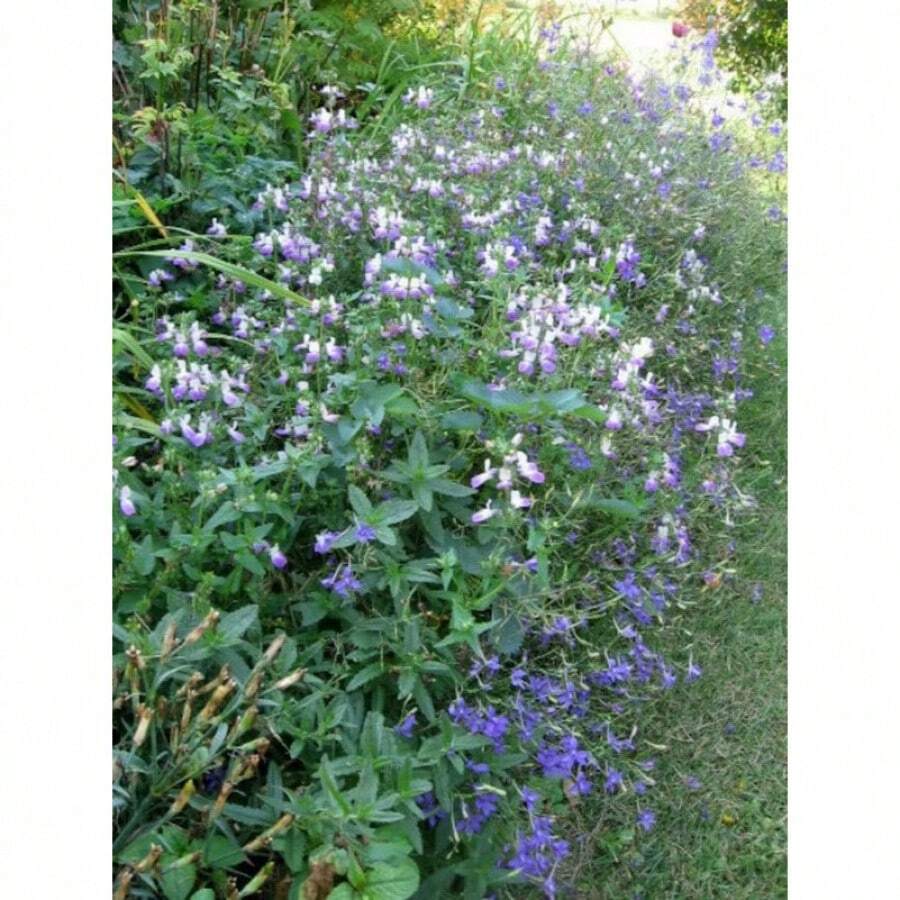In Stock500 CHINESE HOUSES Pagodas Collinsia Heterophylla Flower Seeds ...