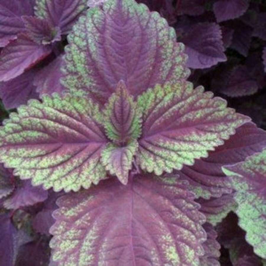 Purple & Green Shiso Seeds Japanese Basil Perilla Frutescens Var ...