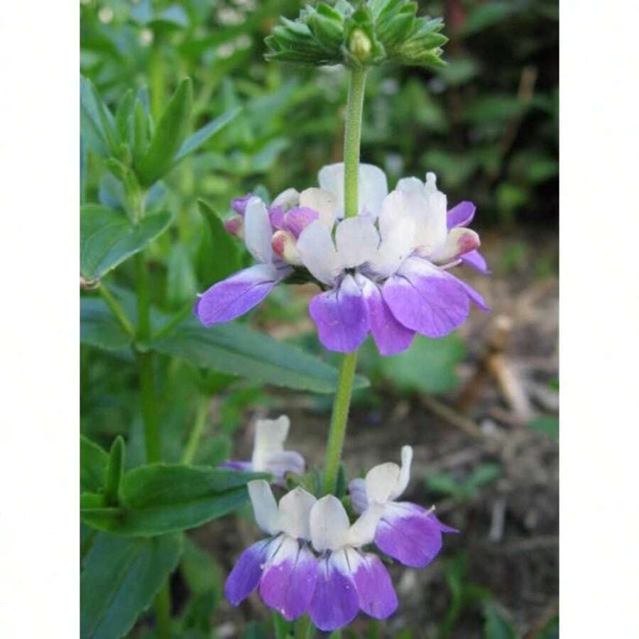 In Stock500 CHINESE HOUSES Pagodas Collinsia Heterophylla Flower Seeds ...