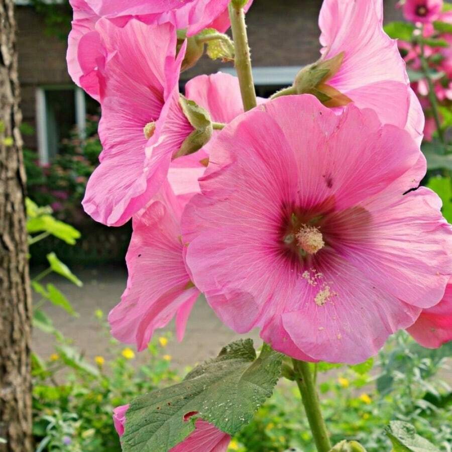 The Seeds Of Maverick SUPSEED 300 Pack Shukui Seed Mix - And Colorful ...