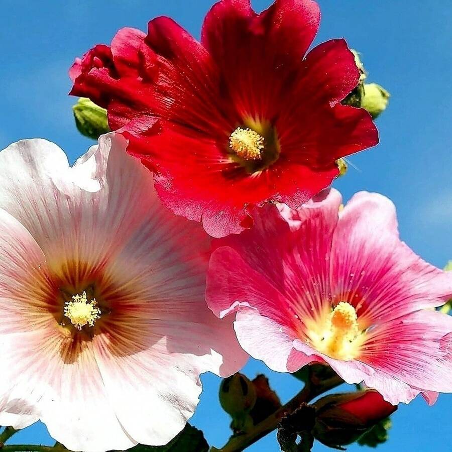 The Seeds Of Maverick SUPSEED 300 Pack Shukui Seed Mix - And Colorful ...