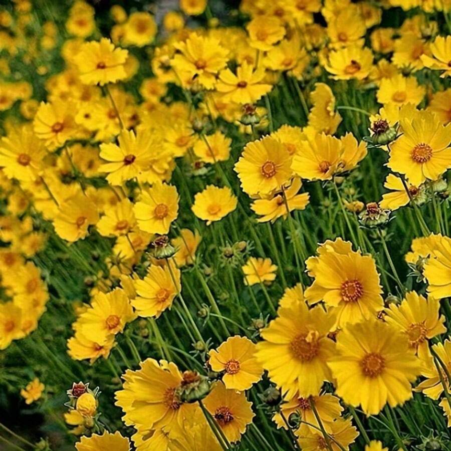 The Of Maverick SUPSEED Coreopsis Grandira Wer Seeds - Easy-Grow, Four ...