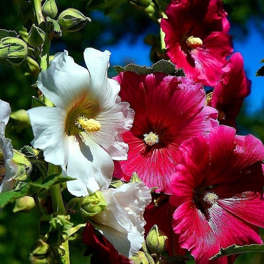 The Seeds Of Maverick SUPSEED 300 Pack Shukui Seed Mix - And Colorful ...