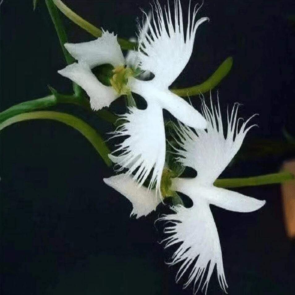 White Egret Orchid (Habenaria Radiata) Flower Seeds | SHEIN USA