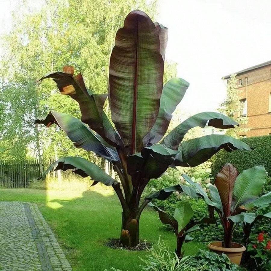 100 Red Abyssinian Rare Banana Flower Plant Tree Seeds For Planitng for ...