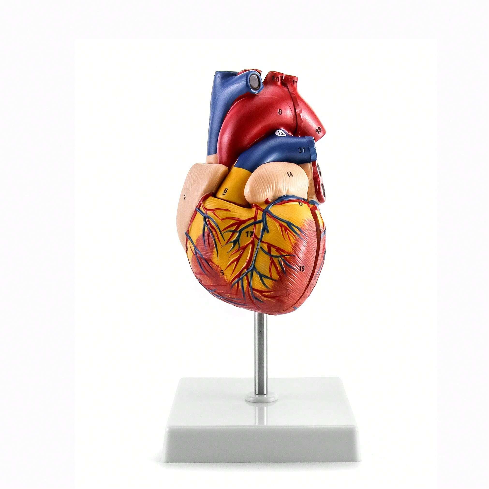 Human Heart Model, Anatomically Accurate Numbered 2-Part Life Size ...
