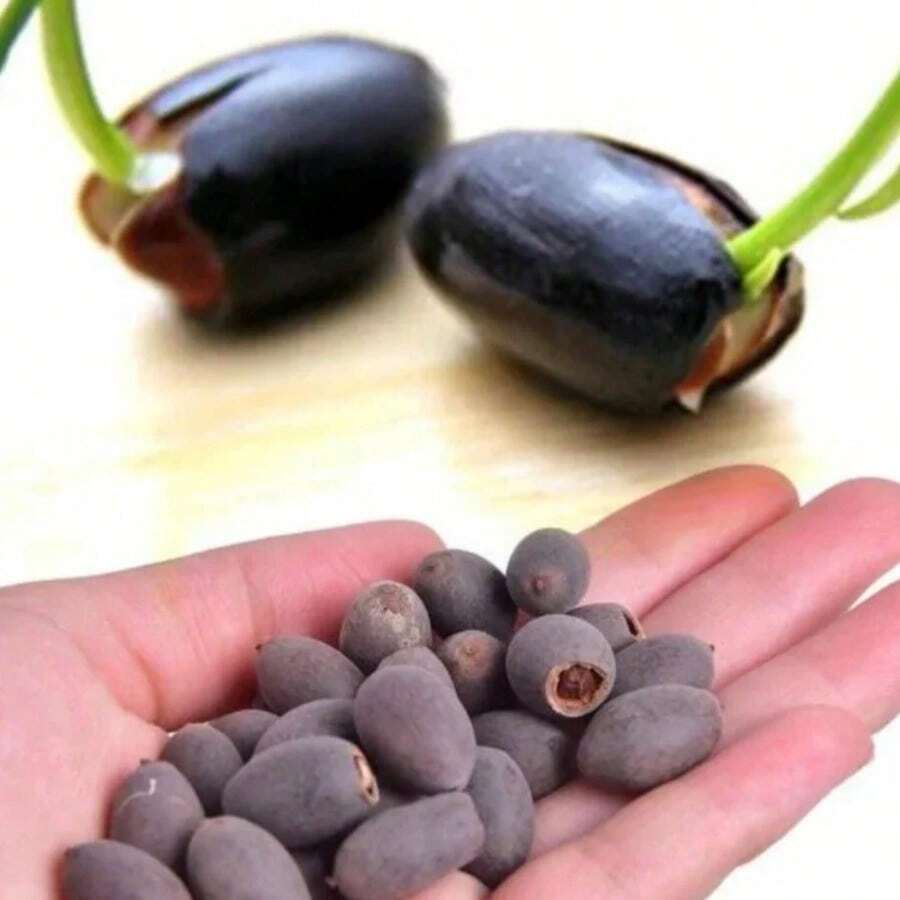 1 Easy-Grow Lotus Sprouted Seedlings, Ready-To-Plant Heirloom Garden Se ...