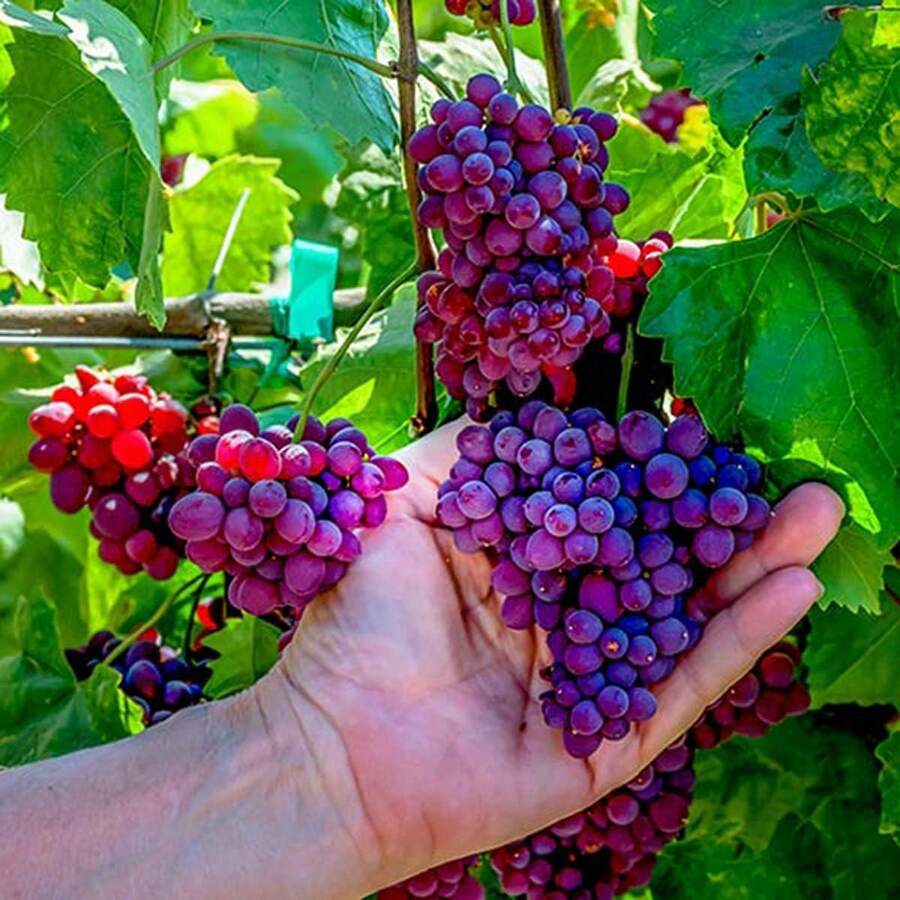 300pcs Grapes - Self Pollinated Muscat Grape Plants In 4-Inch Pots ...
