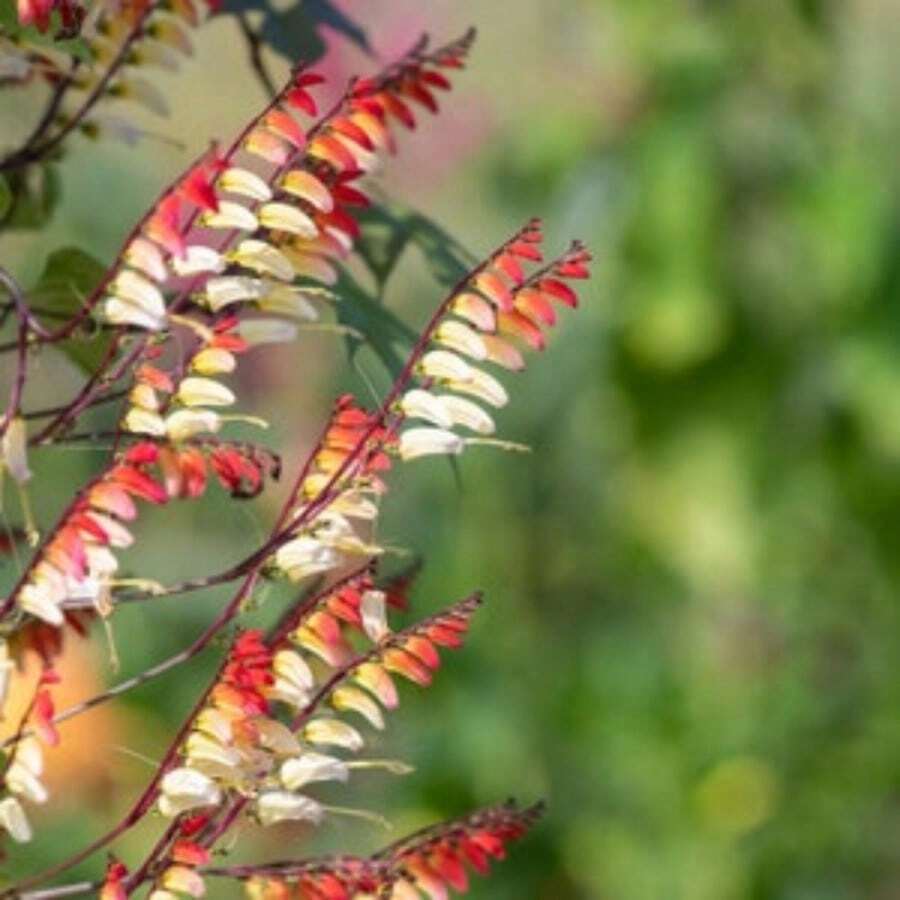 Spanish Flag Firecracker Vine Mina Lobata Natures Wonder Mid-Summer ...