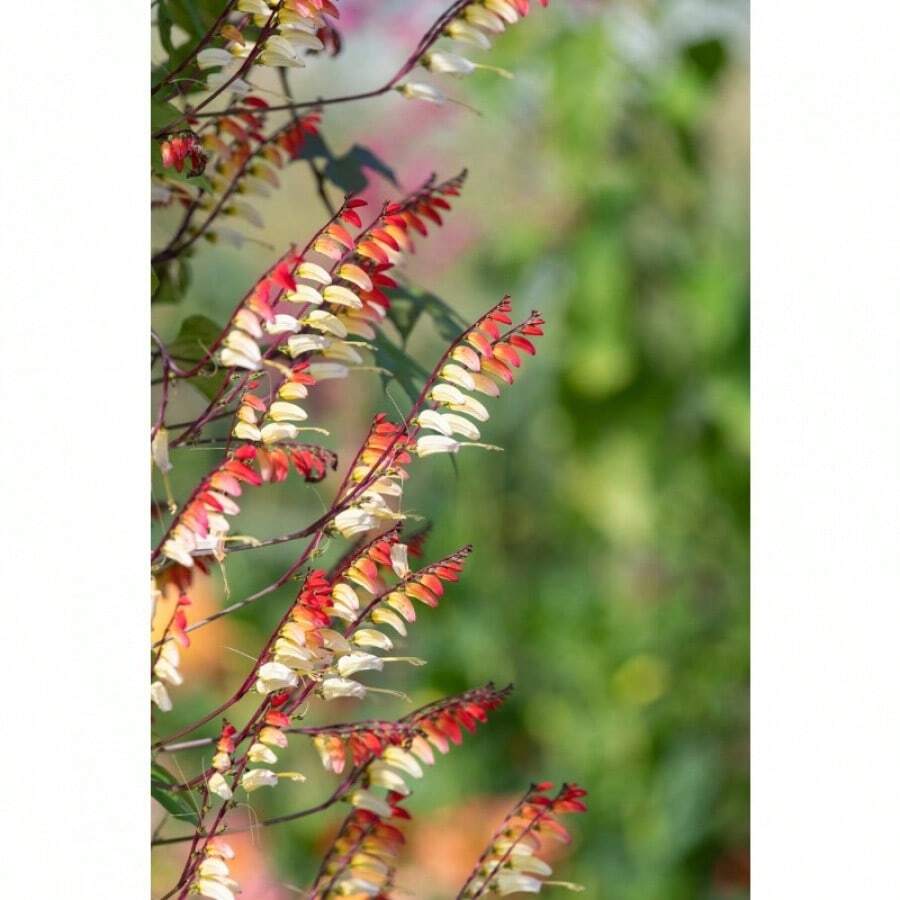 Spanish Flag Firecracker Vine Mina Lobata Natures Wonder Mid-Summer ...