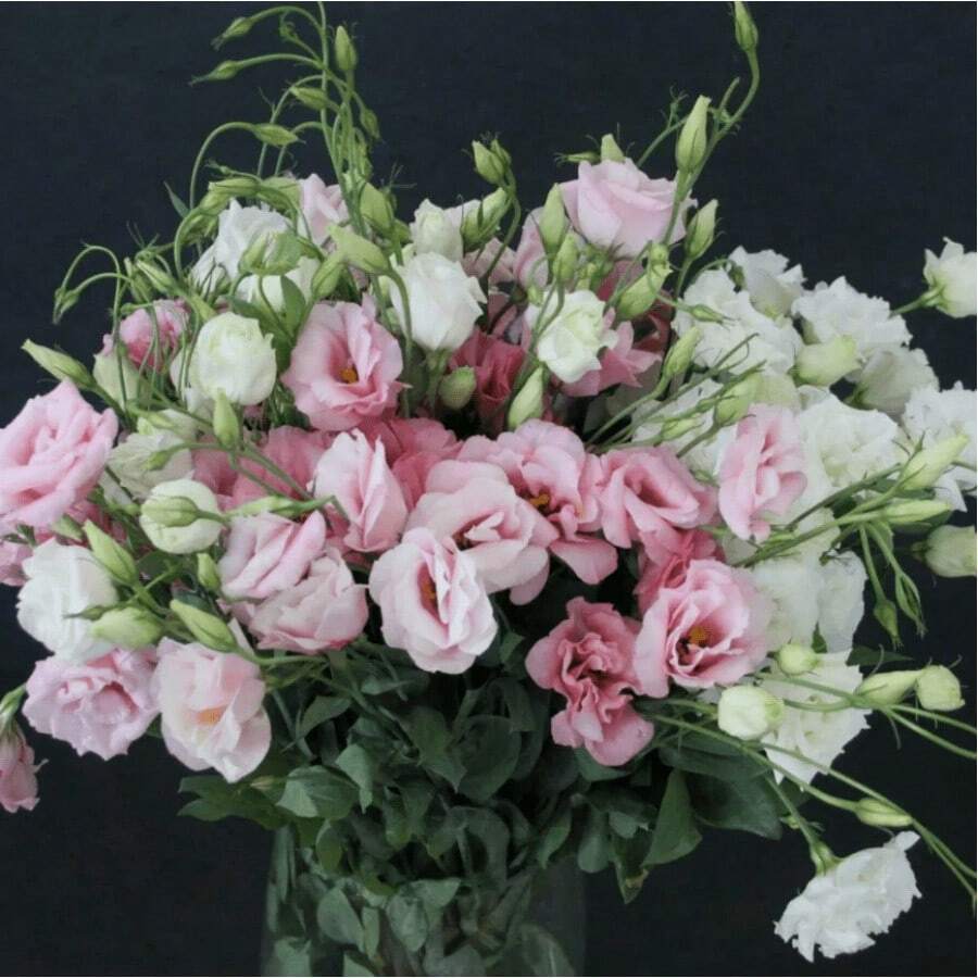 Eustoma Grandiflorum - Lisianthus Seeds For Planting | SHEIN USA
