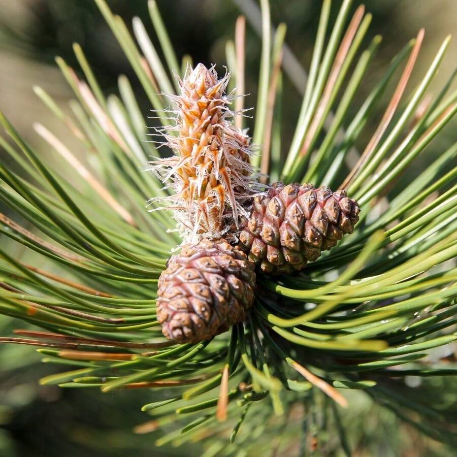 Pinus Sylvestris Rhodopaea (Scots Pine, Scotch Pine, Baltic Pine) Tree ...