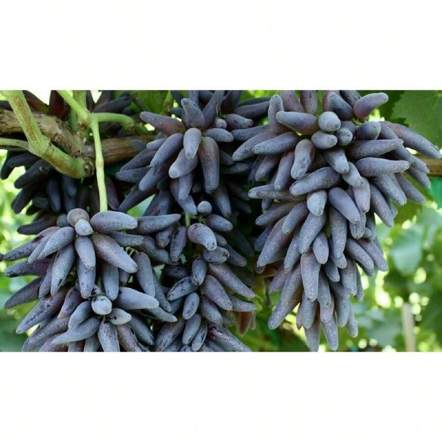 40pcs Finger Grape Seeds Premium Fruit Natural Growth Sweet ...