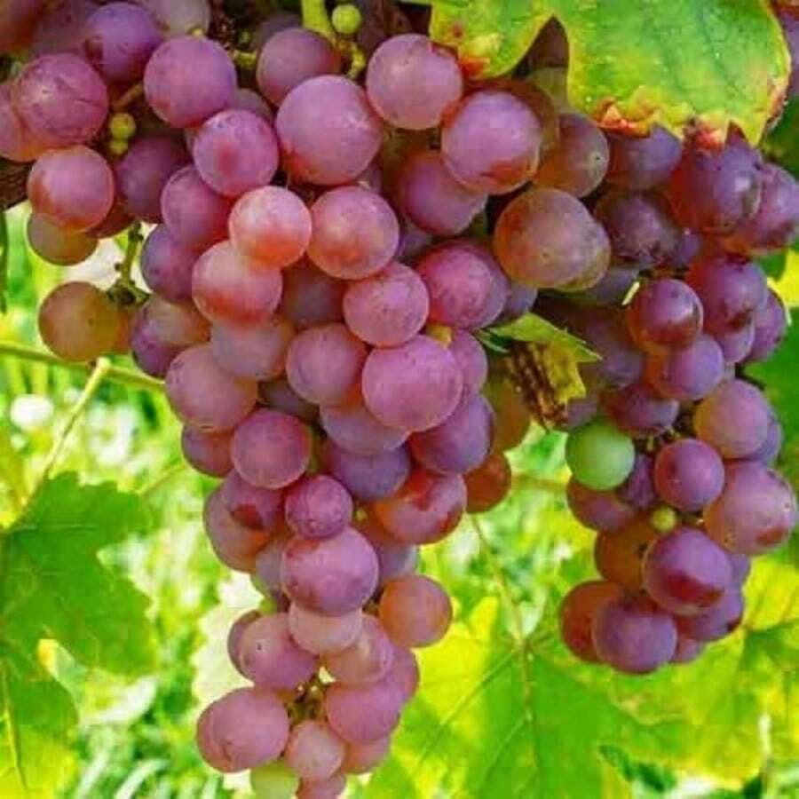 Ruby Roman Grapes Fruit Seeds For Planting Grape Seeds Rare | SHEIN USA
